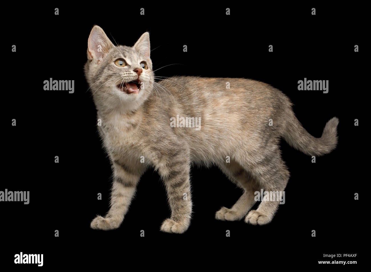 Yelling animal hi-res stock photography and images - Alamy