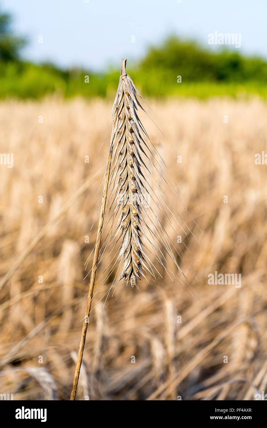 Field of rye in sunny day (Poland Stock Photo - Alamy