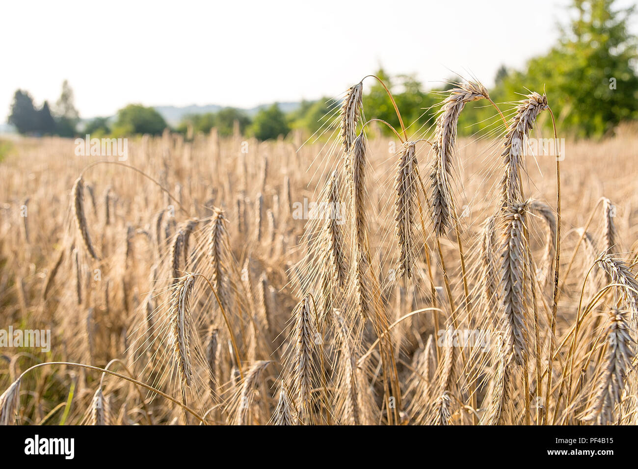 Field of rye in sunny day (Poland Stock Photo - Alamy