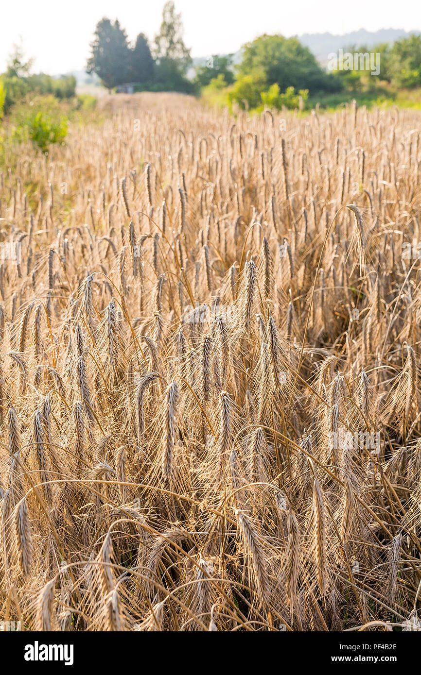 Rye Field Poland High Resolution Stock Photography and Images - Alamy