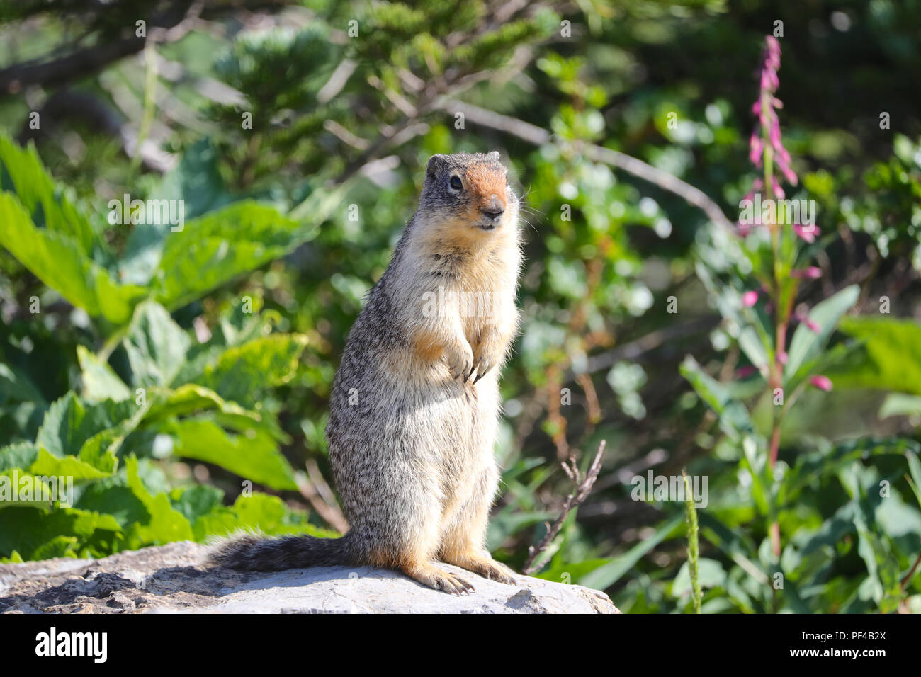 Columbia Ground Squirrel in Glacier National park Stock Photo - Alamy