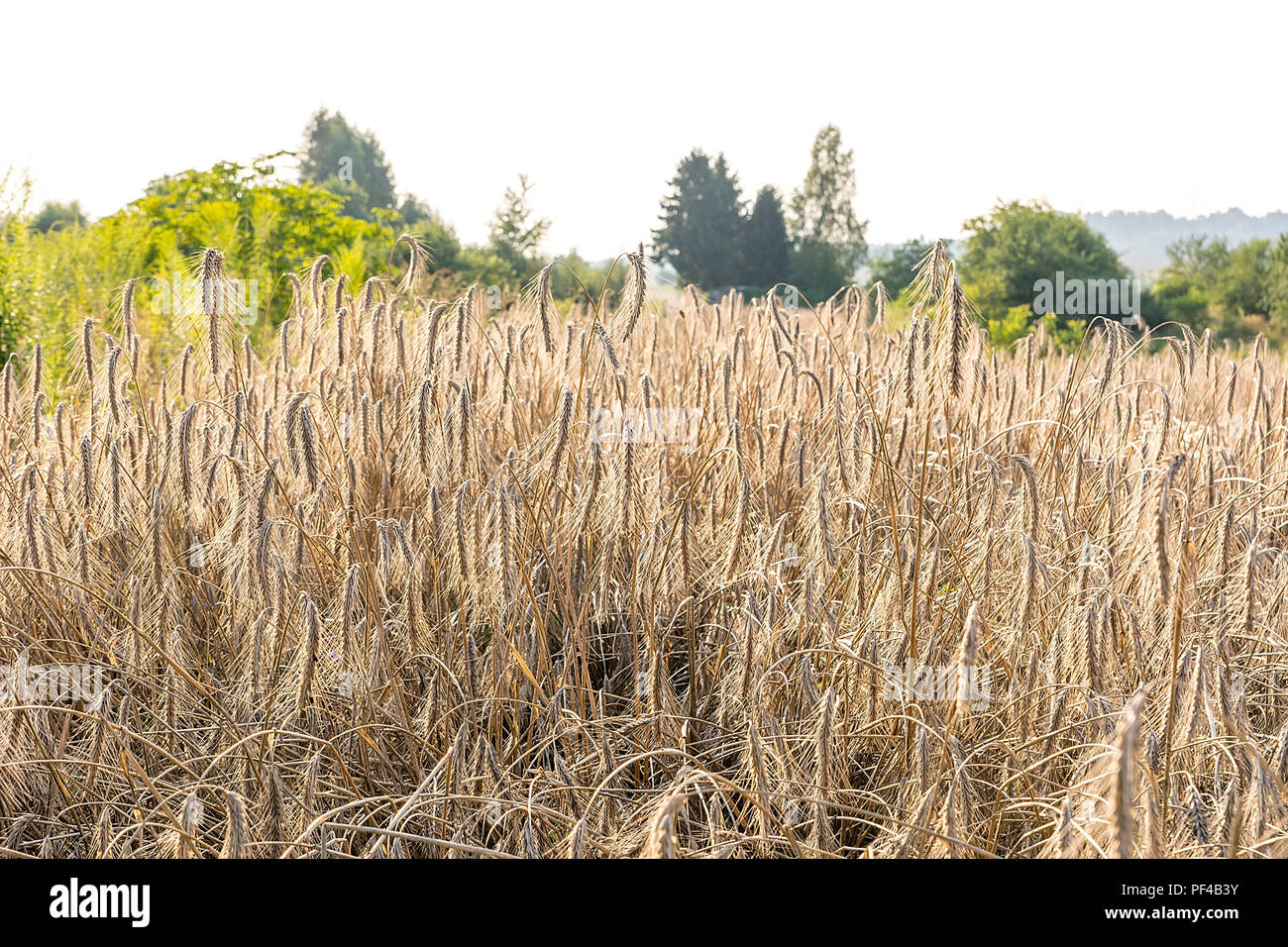 Rye field poland hi-res stock photography and images - Alamy