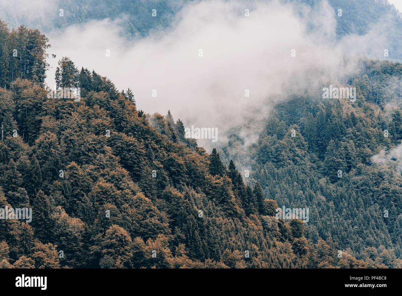 Coniferous trees in forest or woodlands at fall. Fall colors,season ...