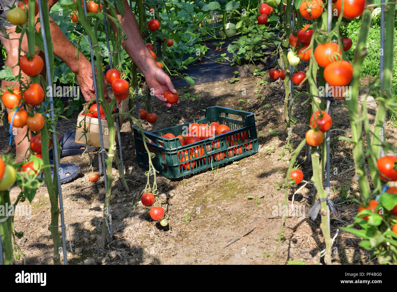 farmer to harvest tomatoes in the basket close up farmer to harvest ...