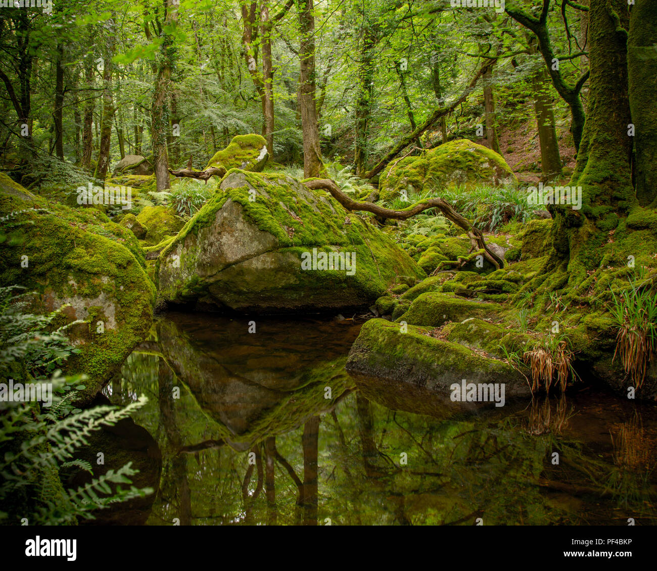 River Meavy Woodland Valley Stock Photo - Alamy