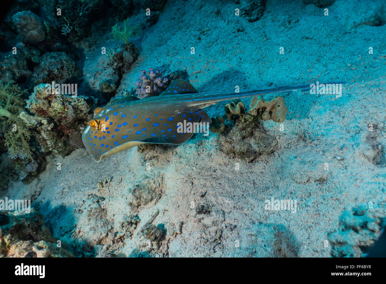 Blue spotted stingray in hi-res stock photography and images - Alamy