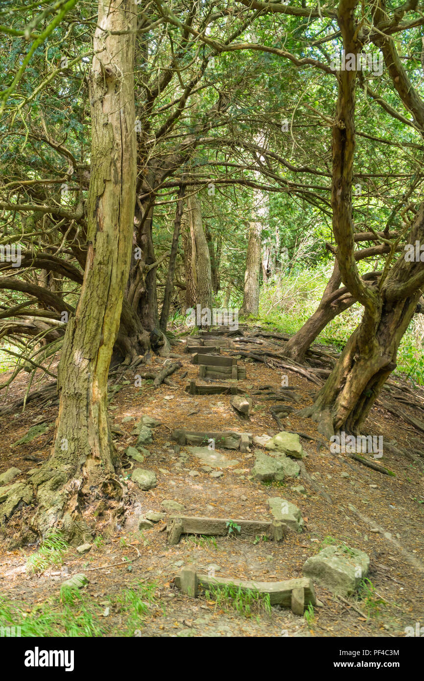 Footpath leading through ancient Yew trees that form part of the ...