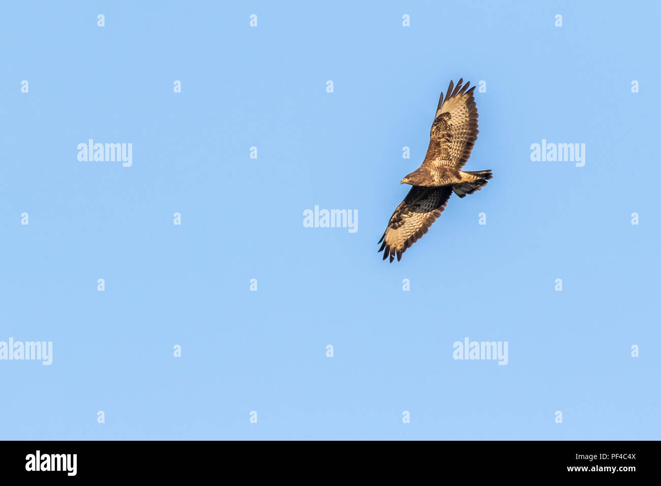A common buzzard in flight over homburg in saarland Stock Photo - Alamy