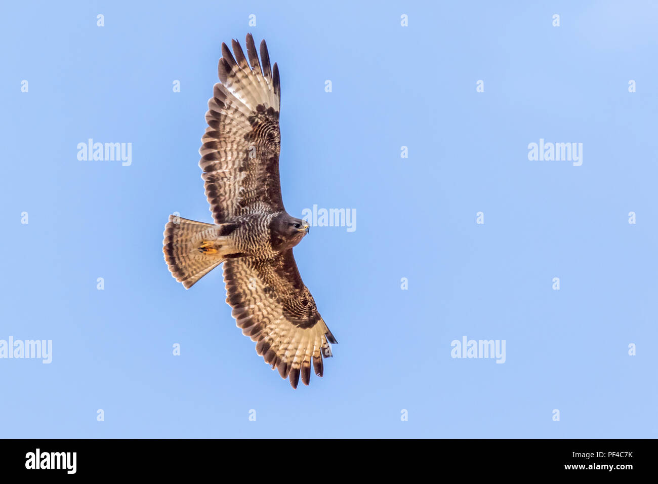 A common buzzard in flight over homburg in saarland Stock Photo - Alamy