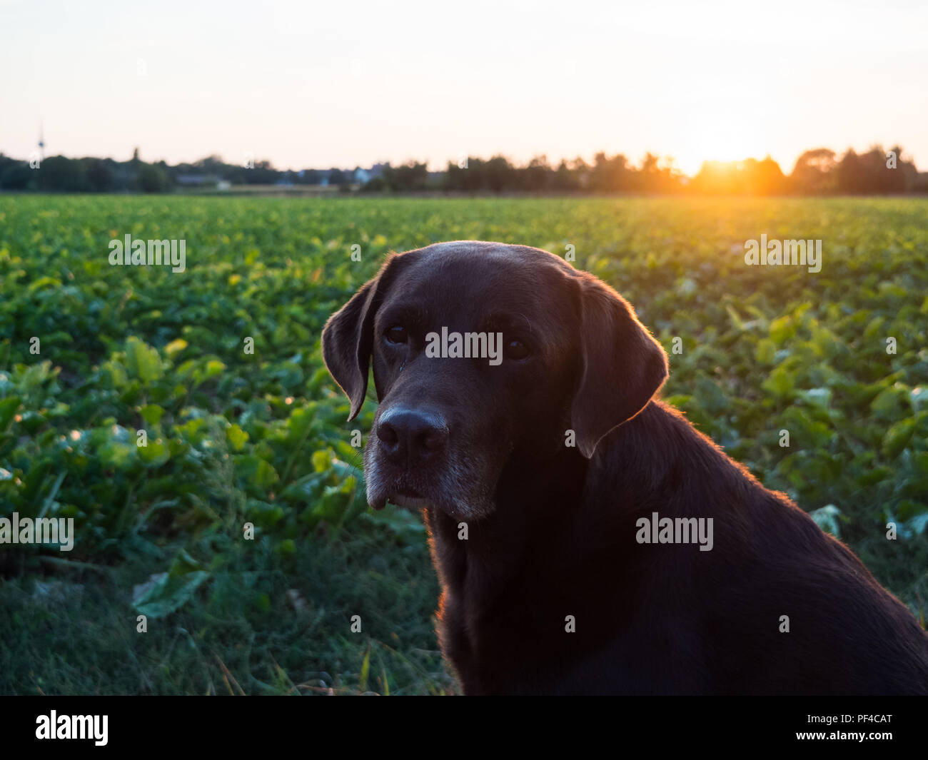 Chocolate Brown Labrador Retriever Dog Stock Photo - Alamy