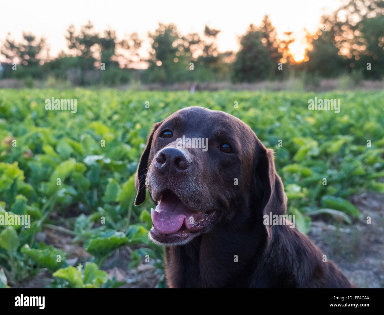 Chocolate Brown Labrador Retriever Dog Stock Photo - Alamy