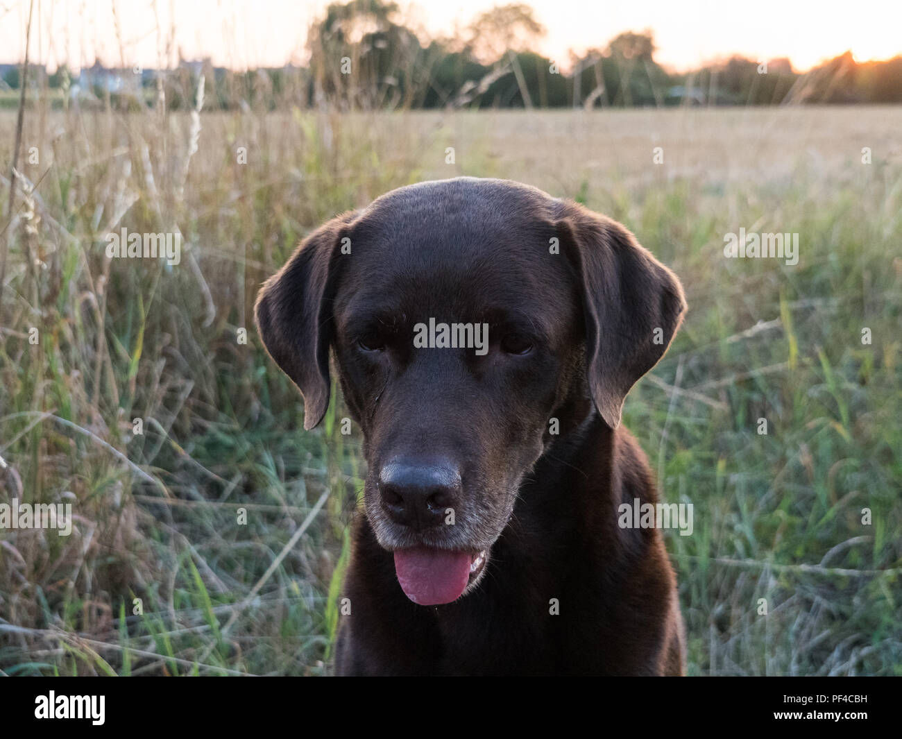 Chocolate Brown Labrador Retriever Dog Stock Photo - Alamy