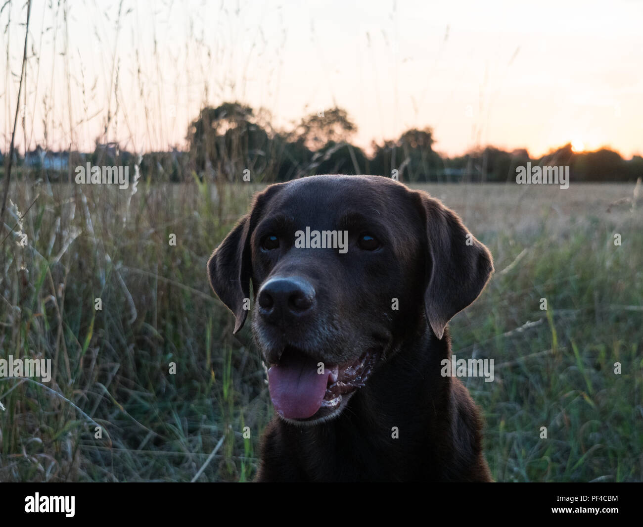 Chocolate Brown Labrador Retriever Dog Stock Photo - Alamy