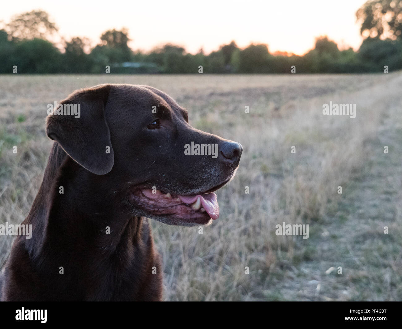 Chocolate Brown Labrador Retriever Dog Stock Photo - Alamy