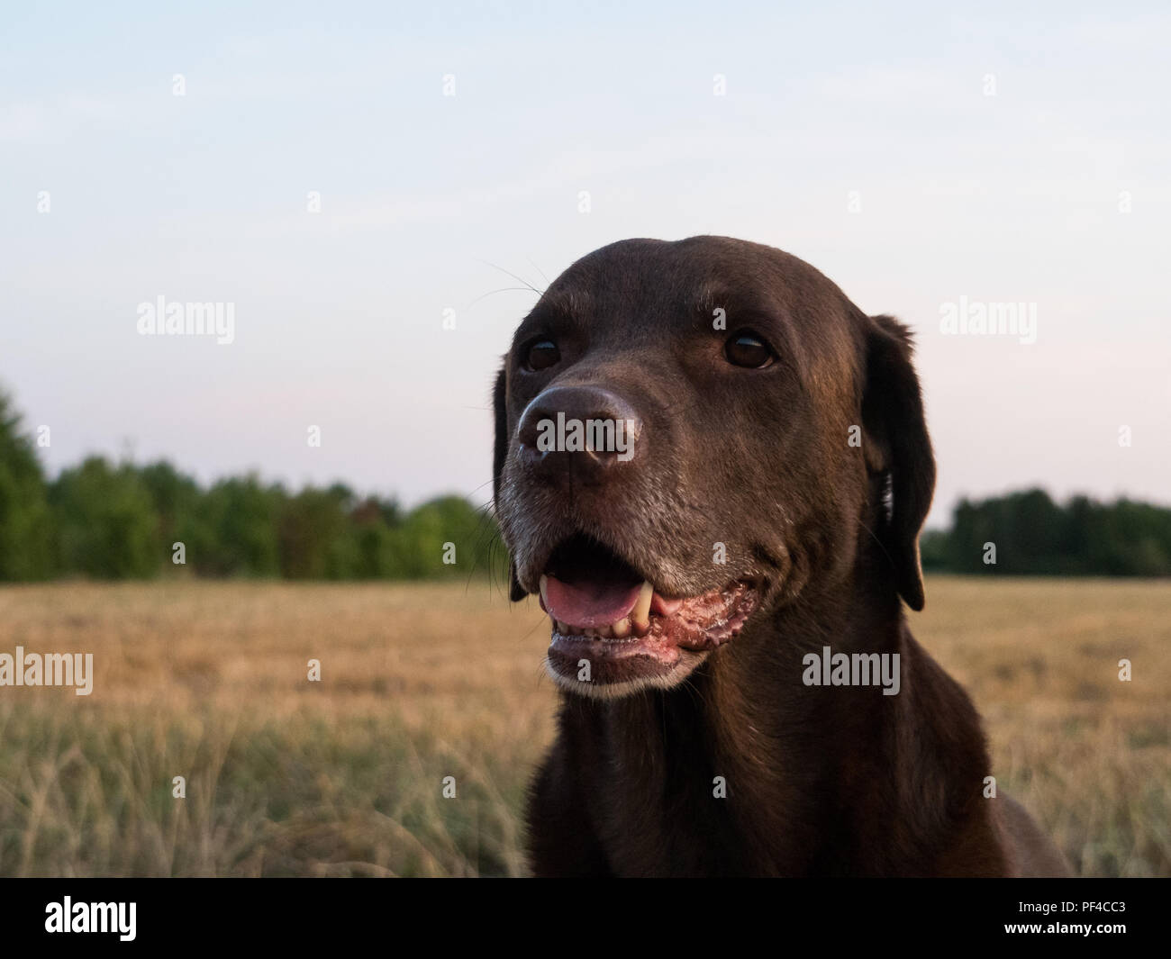 Chocolate Brown Labrador Retriever Dog Stock Photo - Alamy