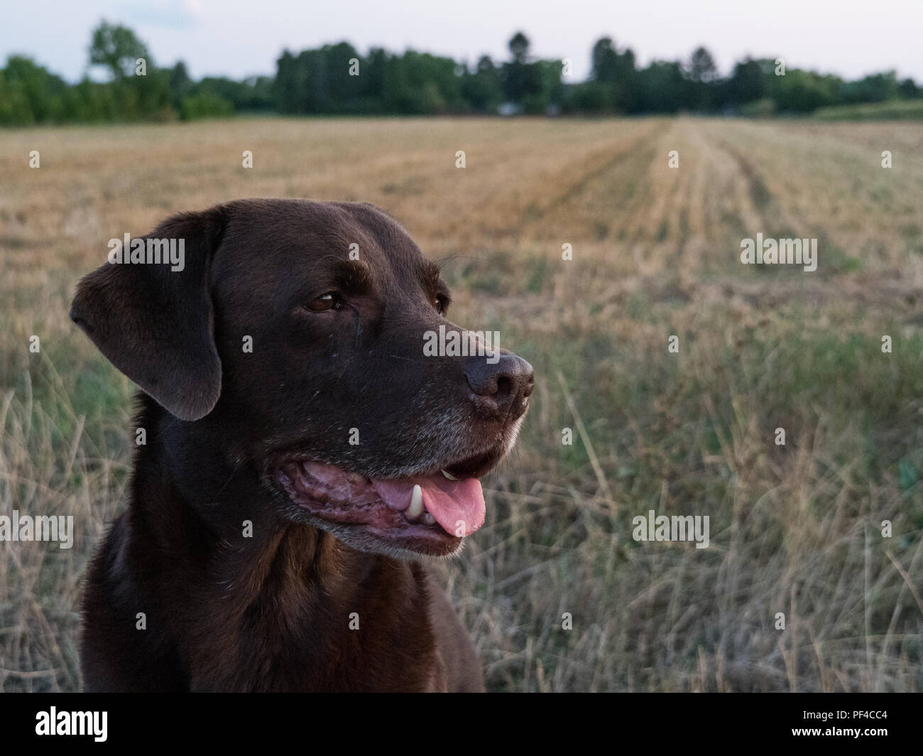 Chocolate Brown Labrador Retriever Dog Stock Photo - Alamy
