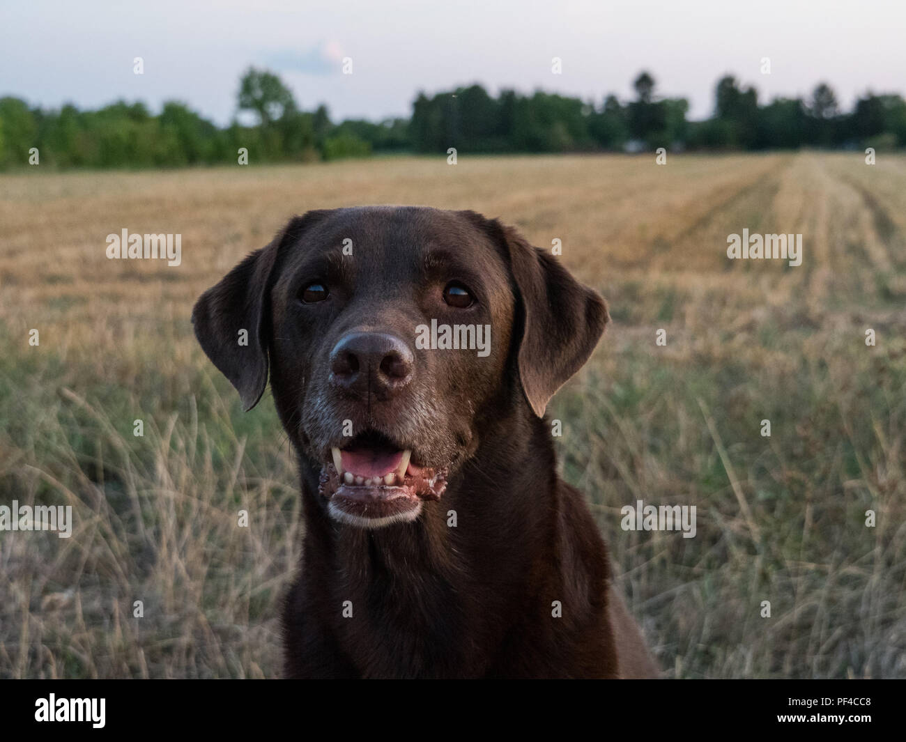 Chocolate Brown Labrador Retriever Dog Stock Photo - Alamy