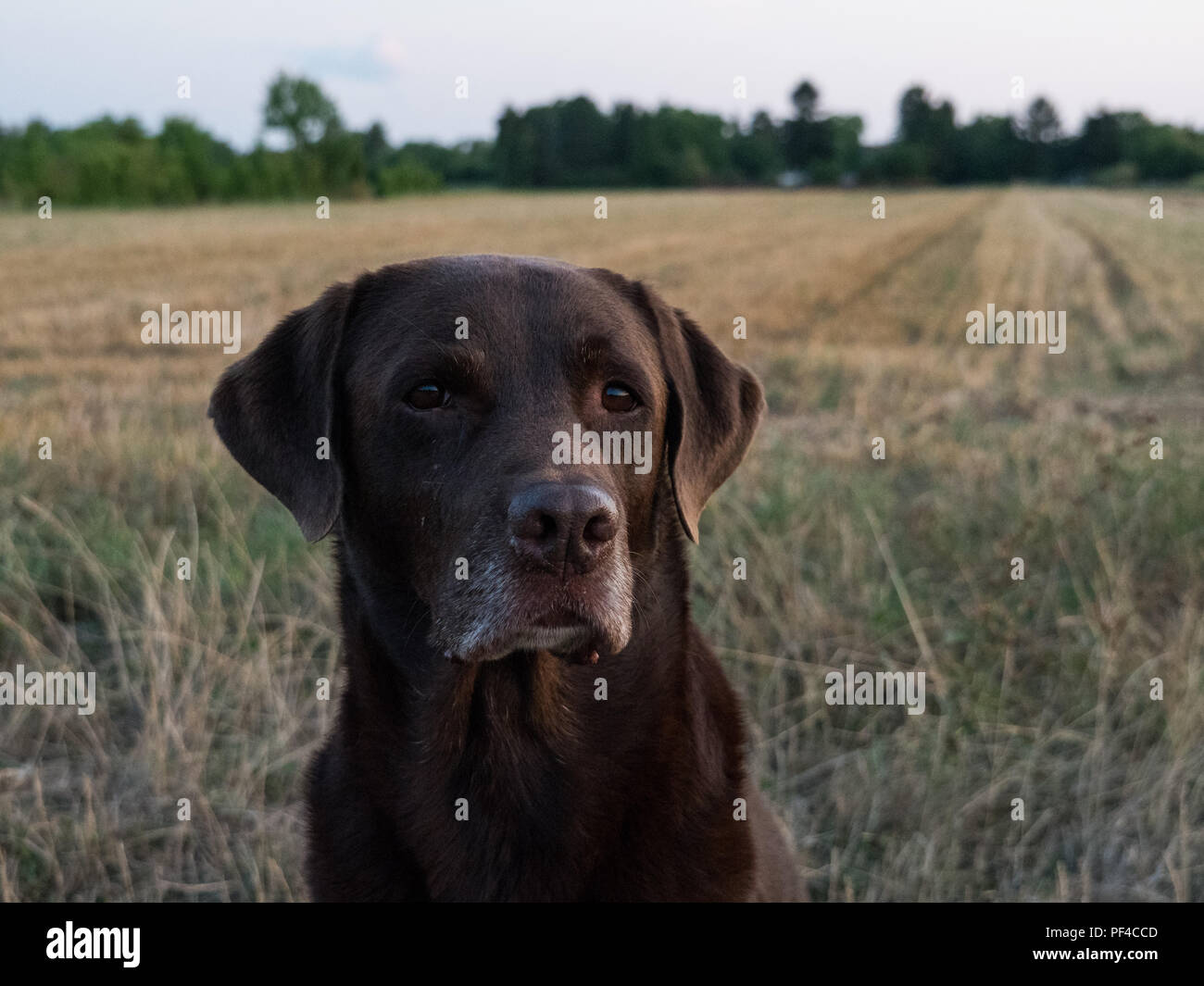Chocolate Brown Labrador Retriever Dog Stock Photo - Alamy