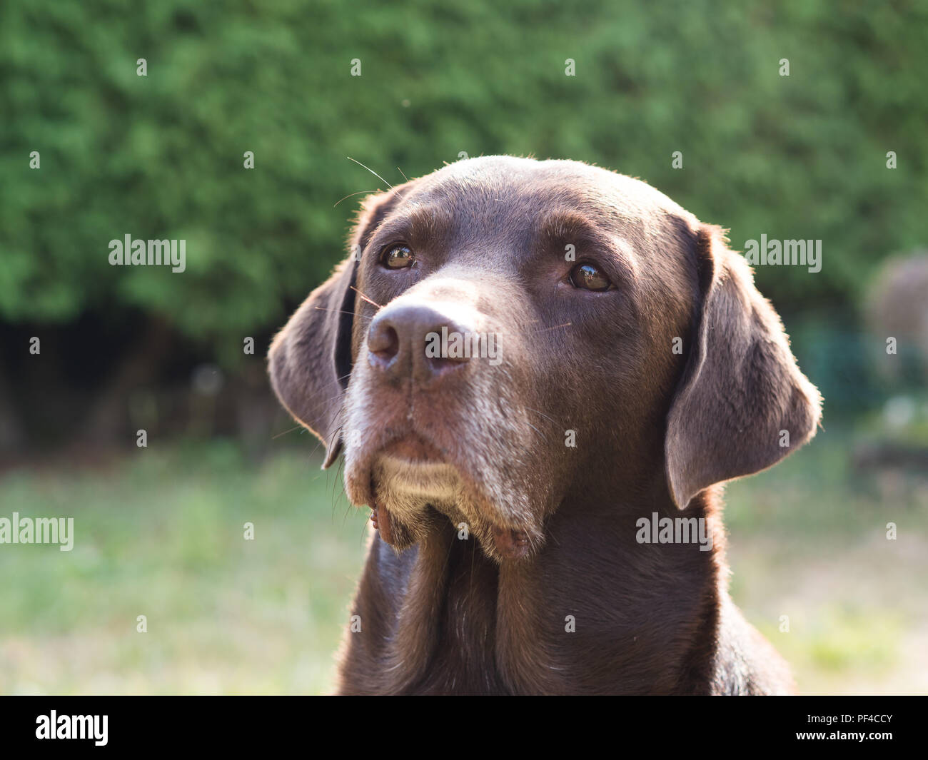Chocolate Brown Labrador Retriever Dog Stock Photo - Alamy