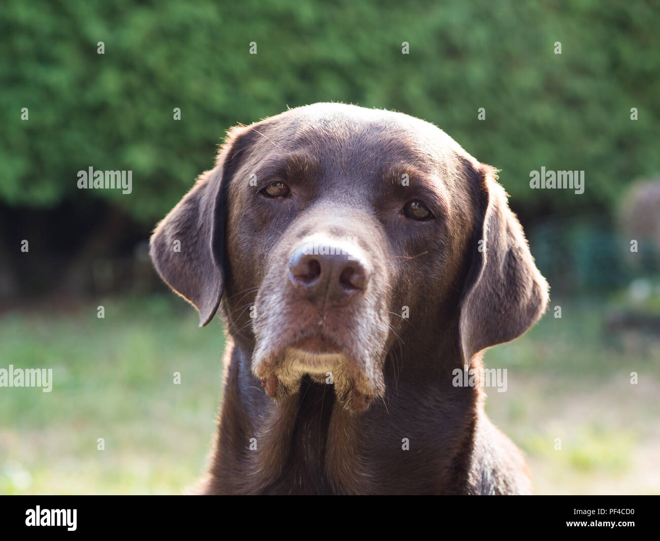 Chocolate Brown Labrador Retriever Dog Stock Photo - Alamy