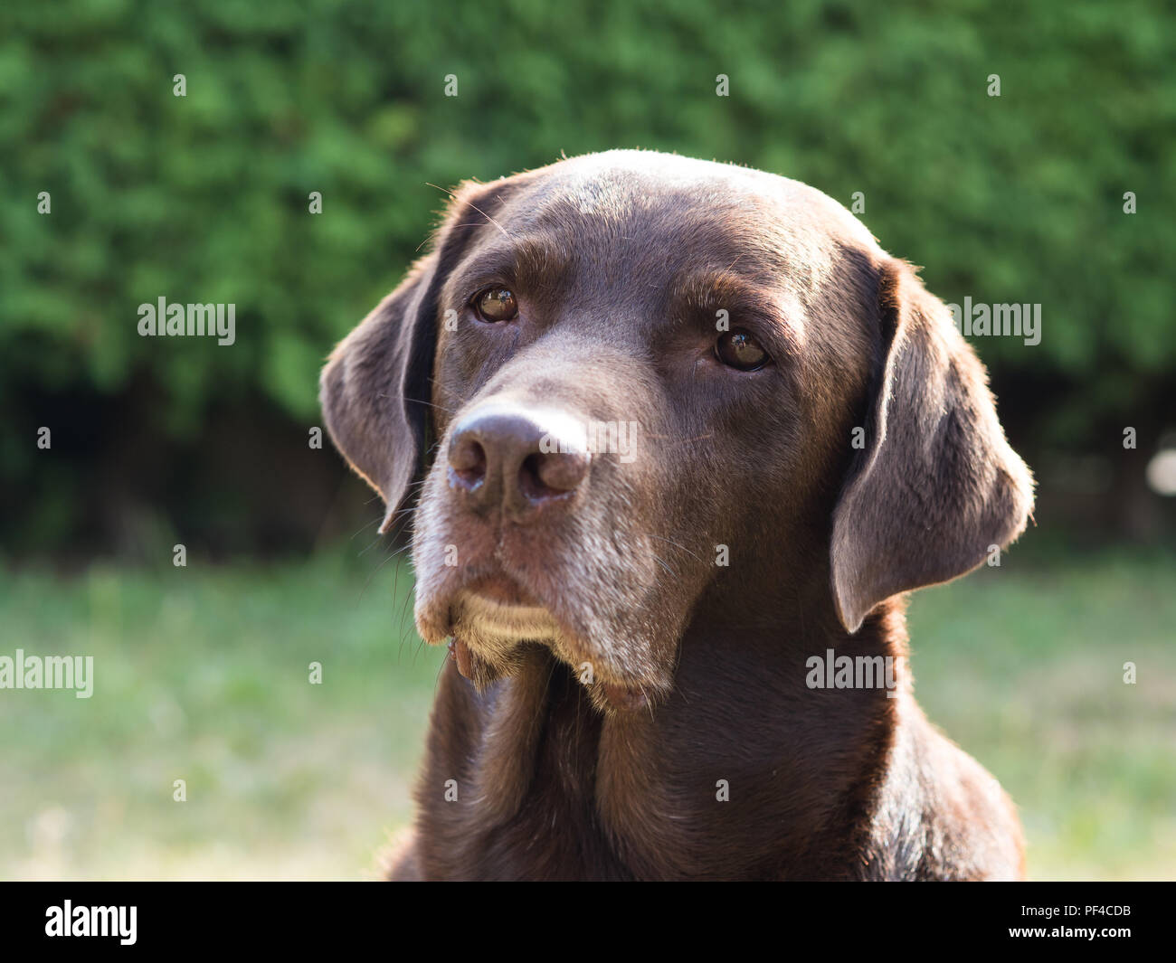 Chocolate Brown Labrador Retriever Dog Stock Photo - Alamy