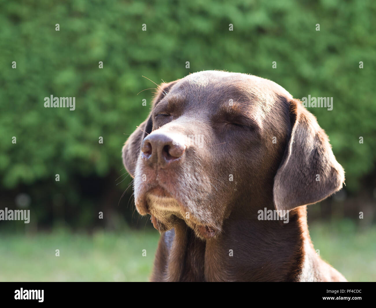 Chocolate Brown Labrador Retriever Dog Stock Photo - Alamy