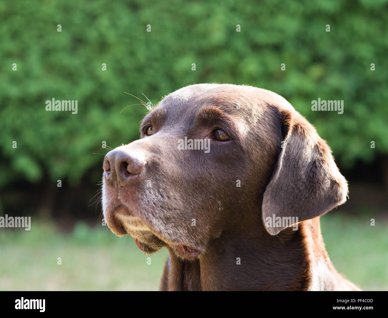 Chocolate Brown Labrador Retriever Dog Stock Photo - Alamy