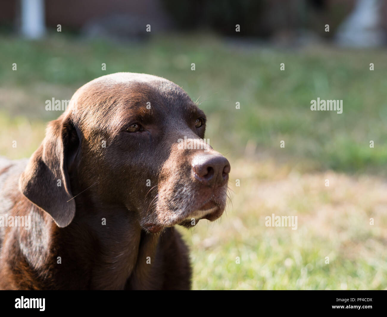 Chocolate Brown Labrador Retriever Dog Stock Photo - Alamy