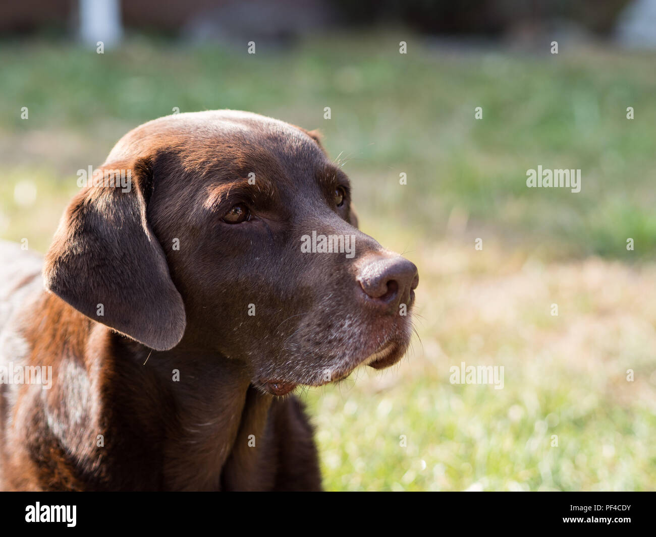 Chocolate Brown Labrador Retriever Dog Stock Photo - Alamy