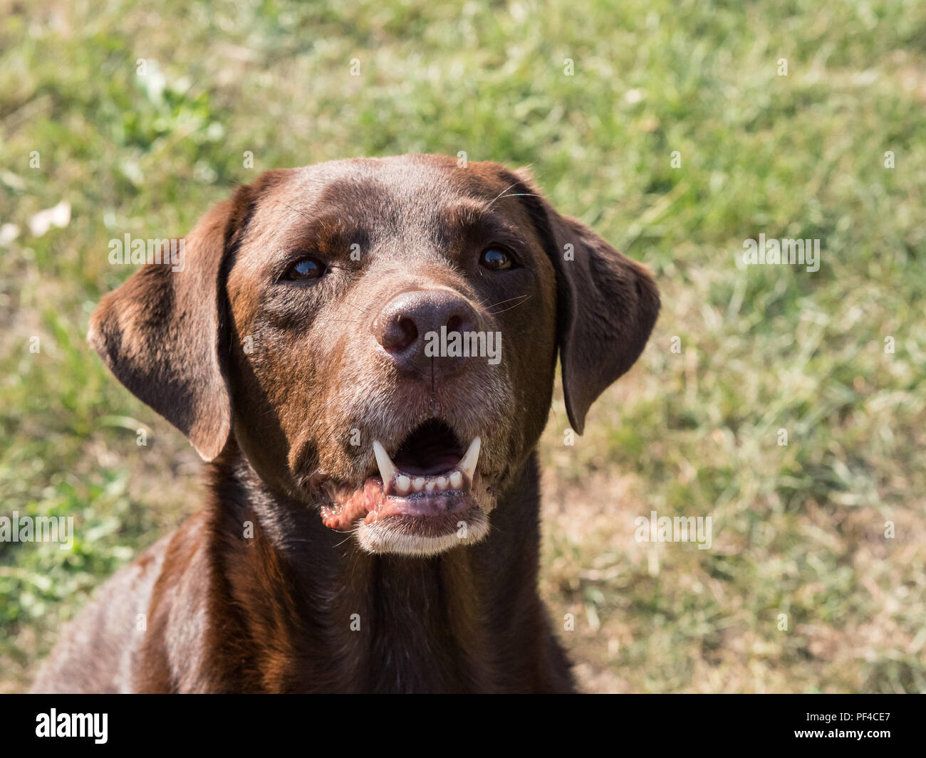 Chocolate Brown Labrador Retriever Dog Stock Photo - Alamy