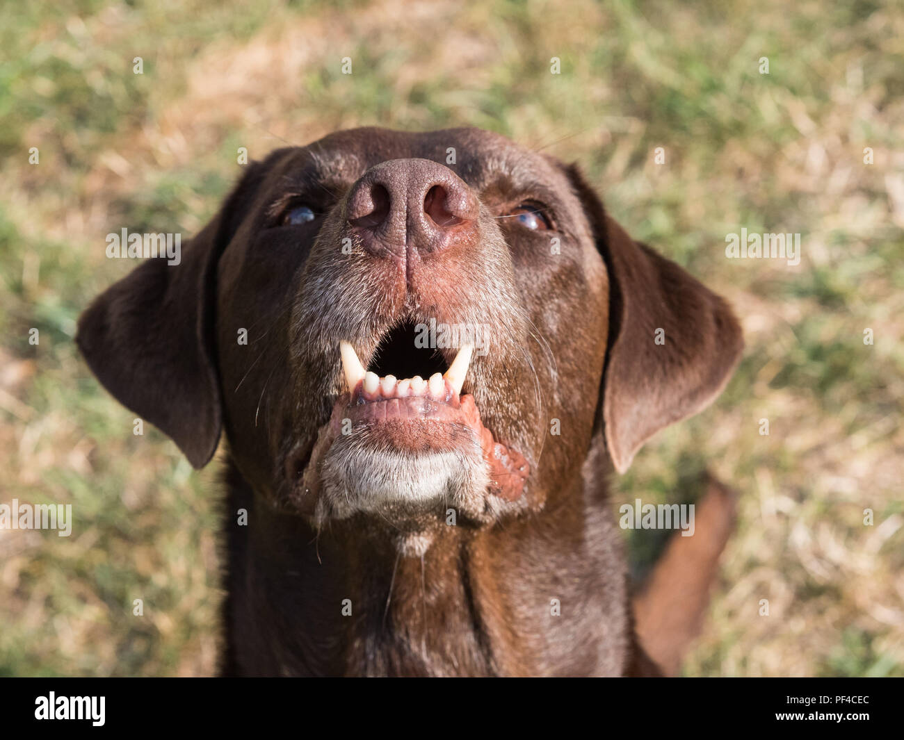 Chocolate Brown Labrador Retriever Dog Stock Photo - Alamy