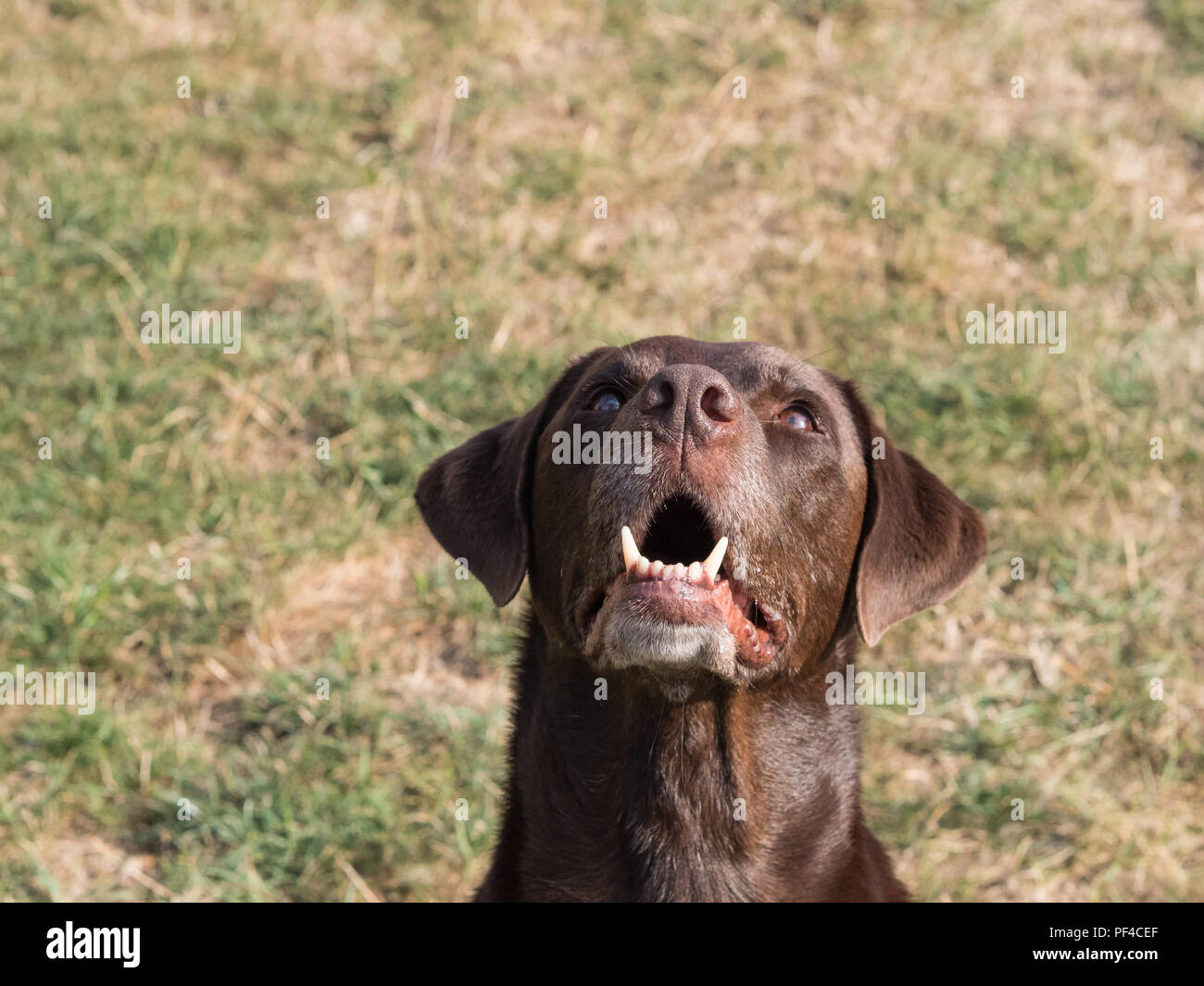 Chocolate Brown Labrador Retriever Dog Stock Photo - Alamy