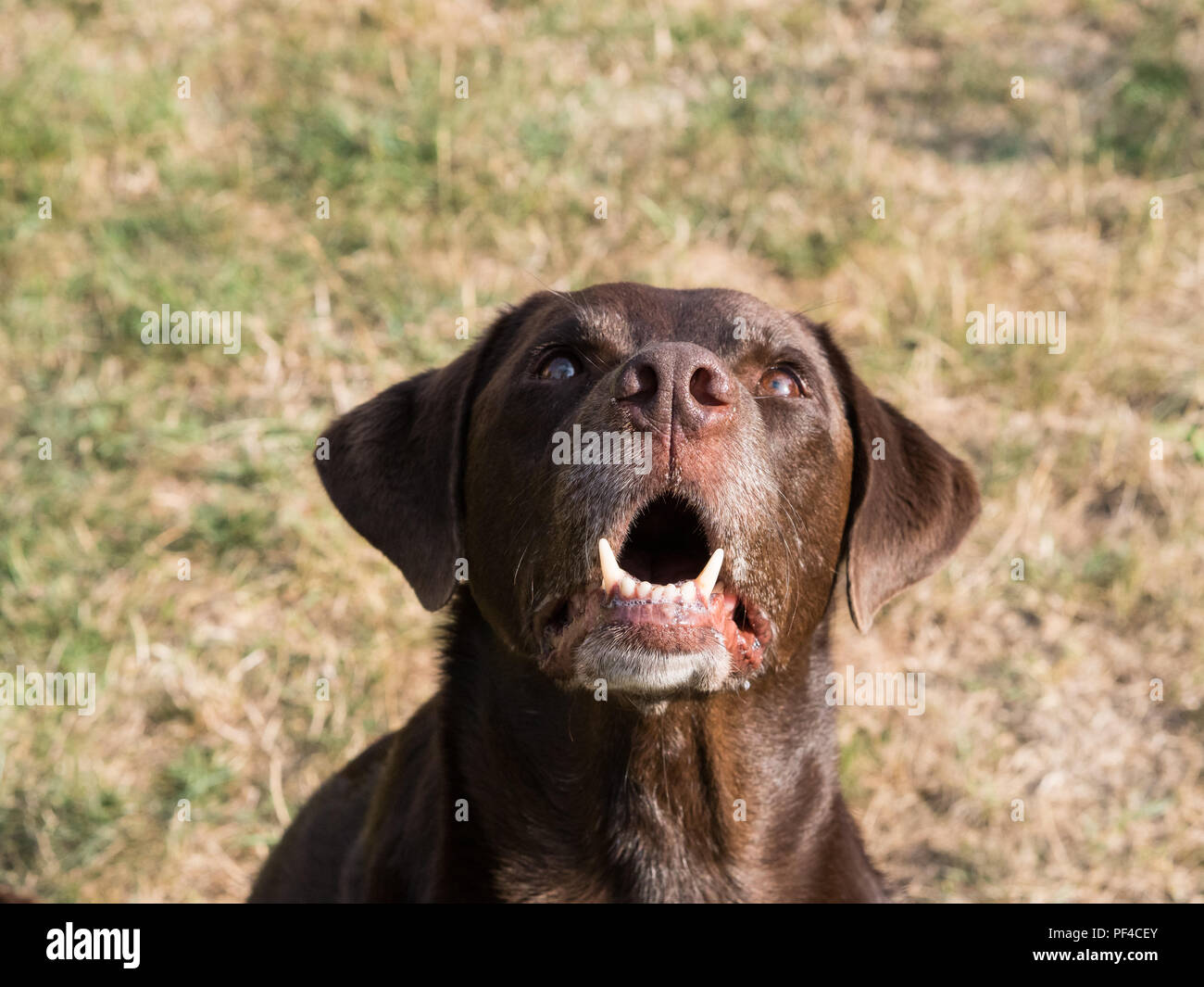 Chocolate Brown Labrador Retriever Dog Stock Photo - Alamy