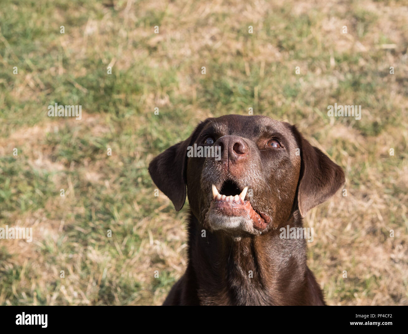 Chocolate Brown Labrador Retriever Dog Stock Photo - Alamy