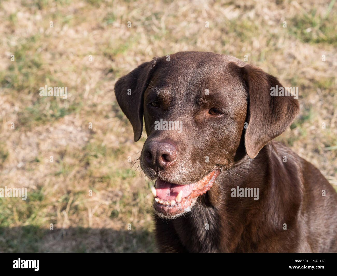 Chocolate Brown Labrador Retriever Dog Stock Photo - Alamy