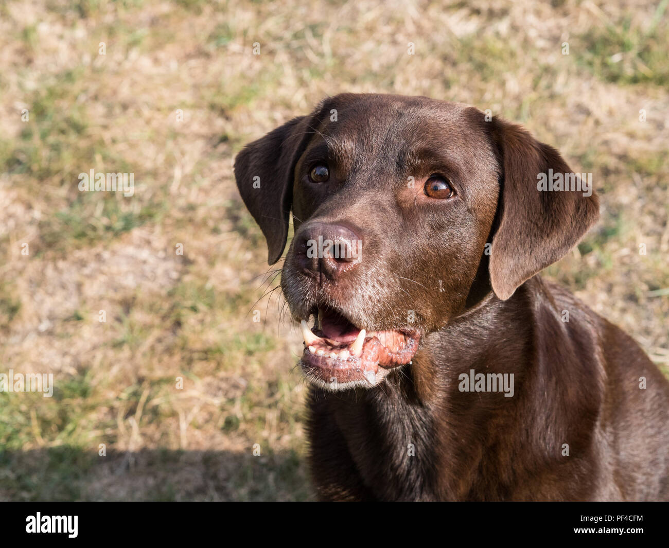 Chocolate Brown Labrador Retriever Dog Stock Photo - Alamy