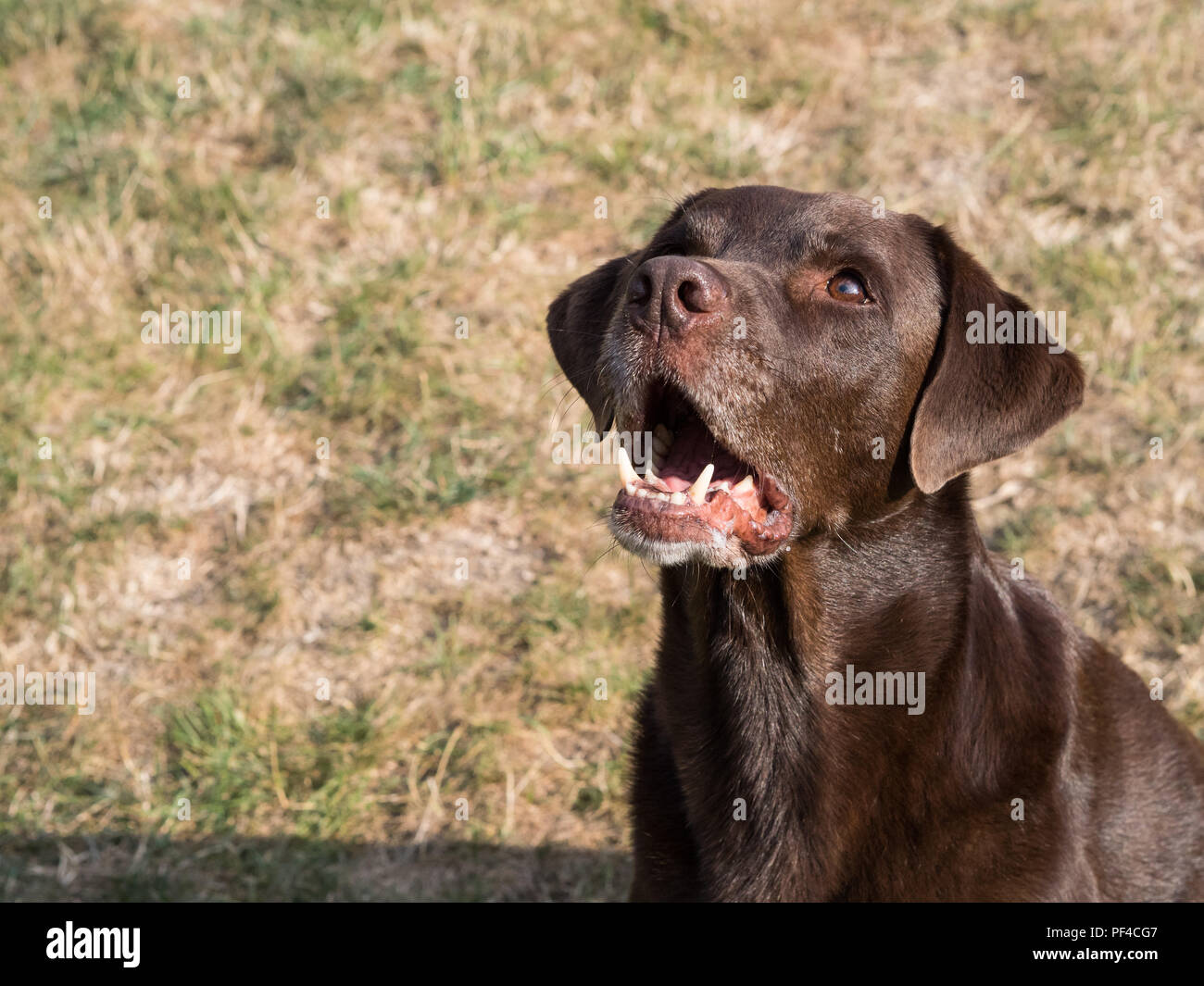Chocolate Brown Labrador Retriever Dog Stock Photo - Alamy