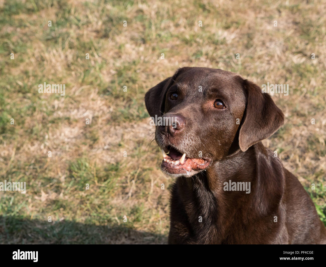 Chocolate Brown Labrador Retriever Dog Stock Photo - Alamy