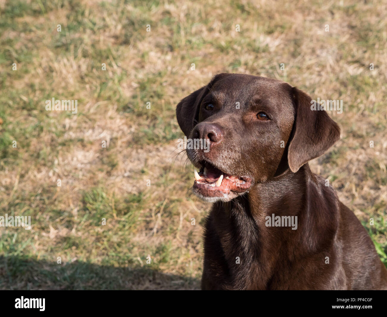 Chocolate Brown Labrador Retriever Dog Stock Photo - Alamy