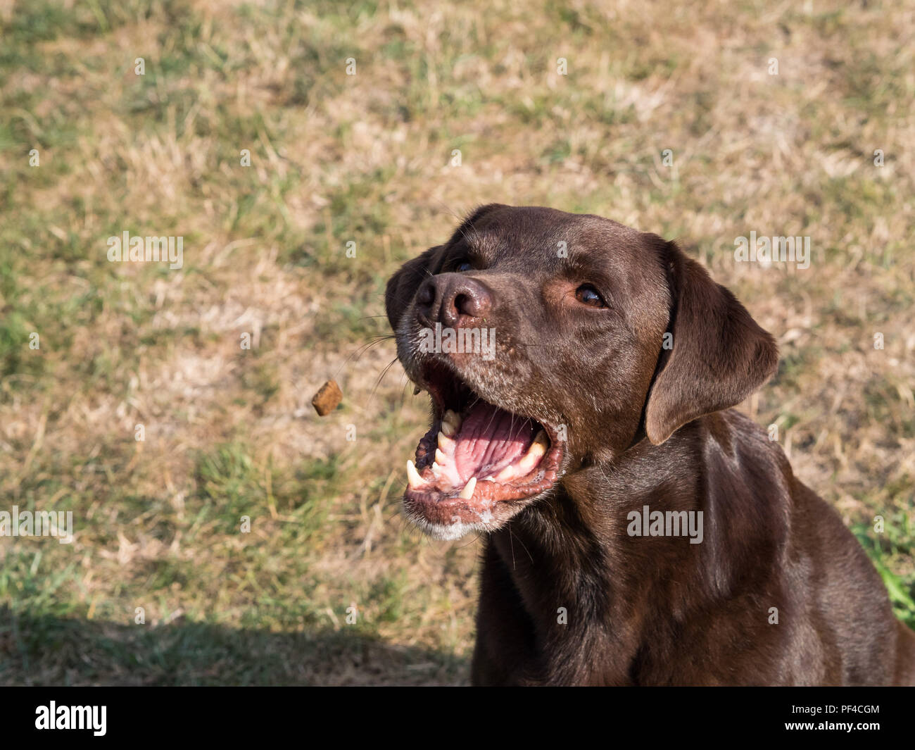 Chocolate Brown Labrador Retriever Dog Stock Photo - Alamy