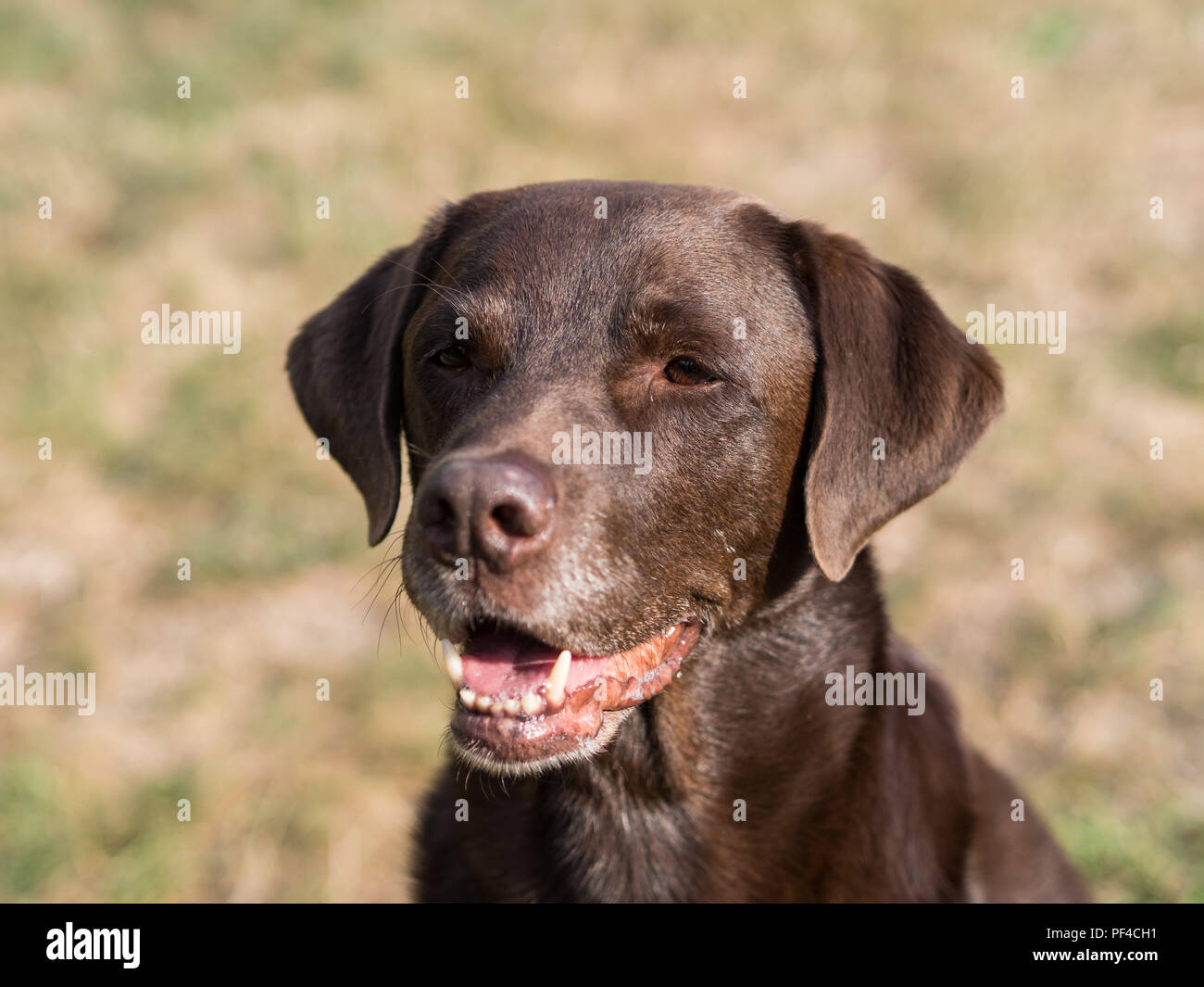 Chocolate Brown Labrador Retriever Dog Stock Photo - Alamy