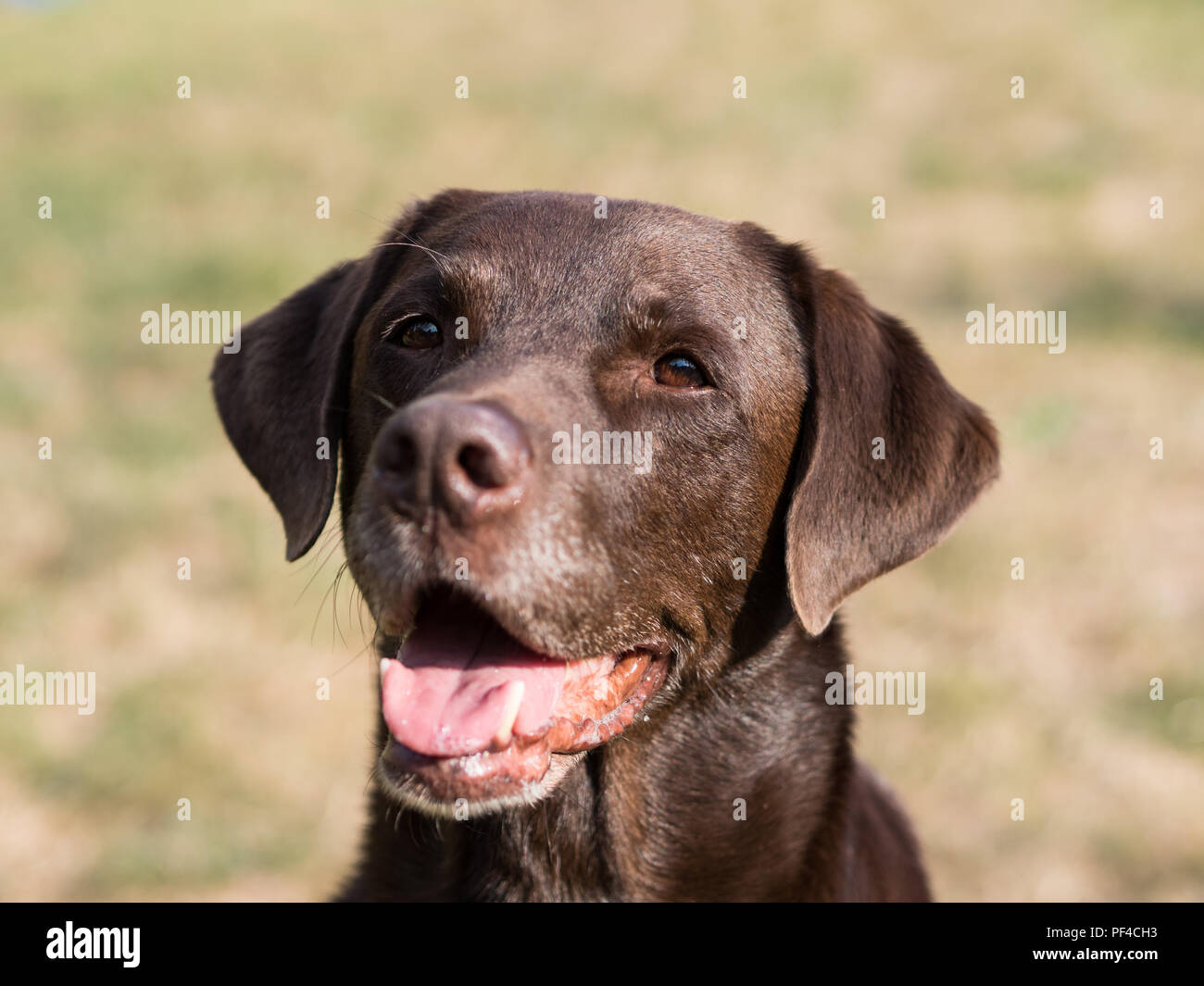 Chocolate Brown Labrador Retriever Dog Stock Photo - Alamy