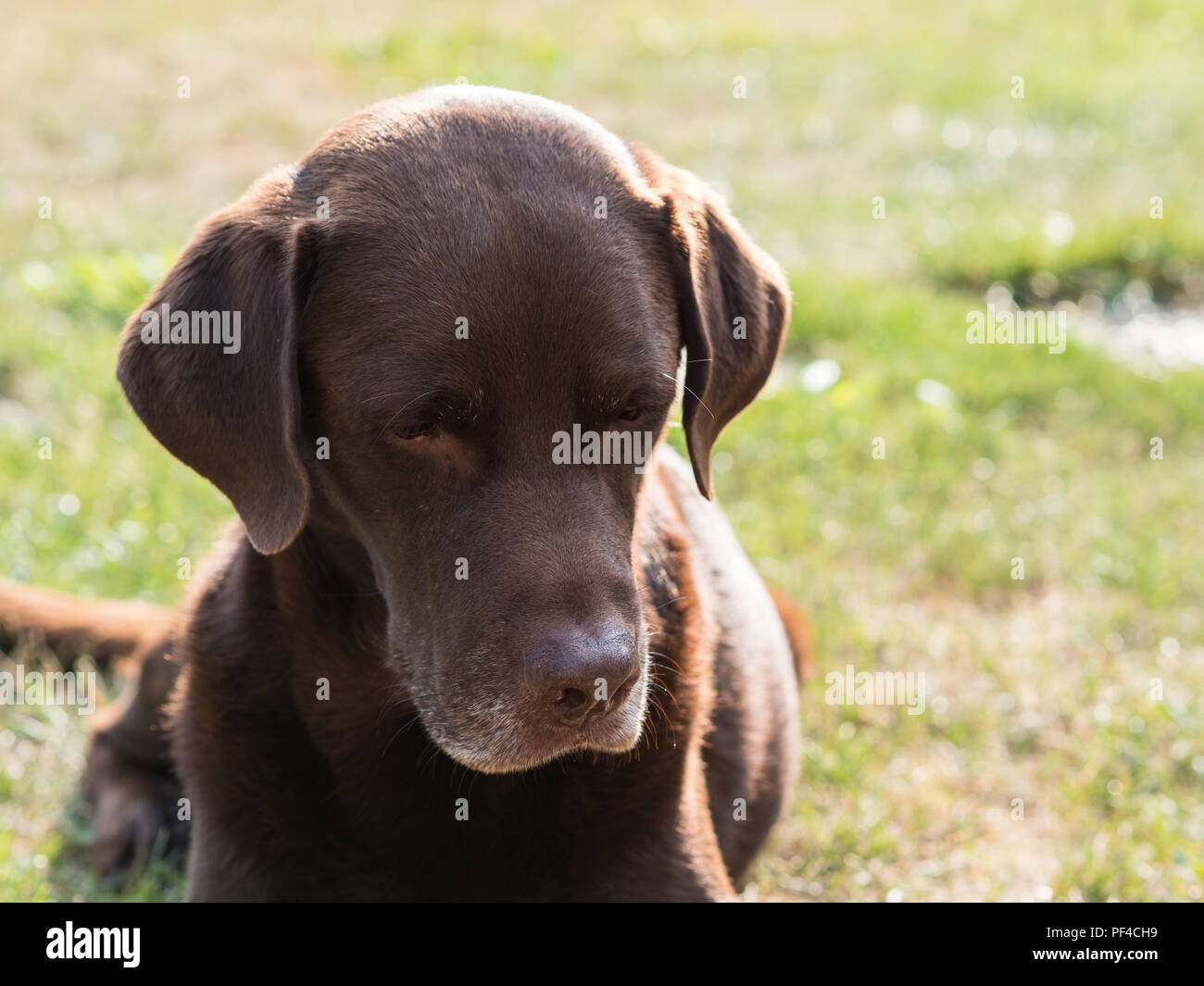 Chocolate Brown Labrador Retriever Dog Stock Photo - Alamy