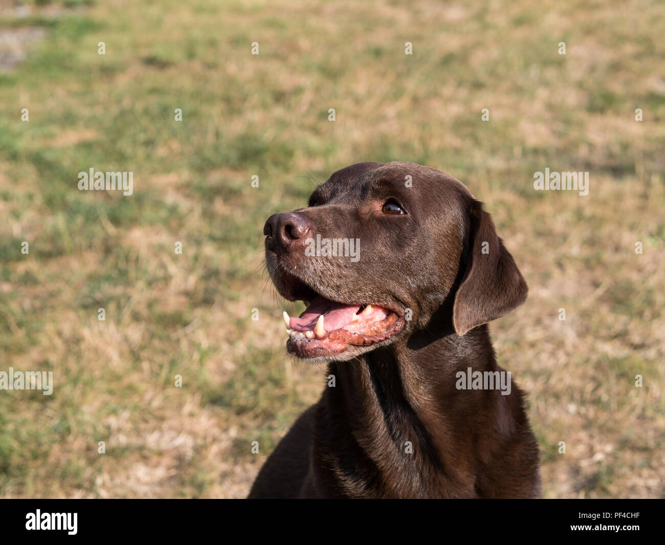 Chocolate Brown Labrador Retriever Dog Stock Photo - Alamy