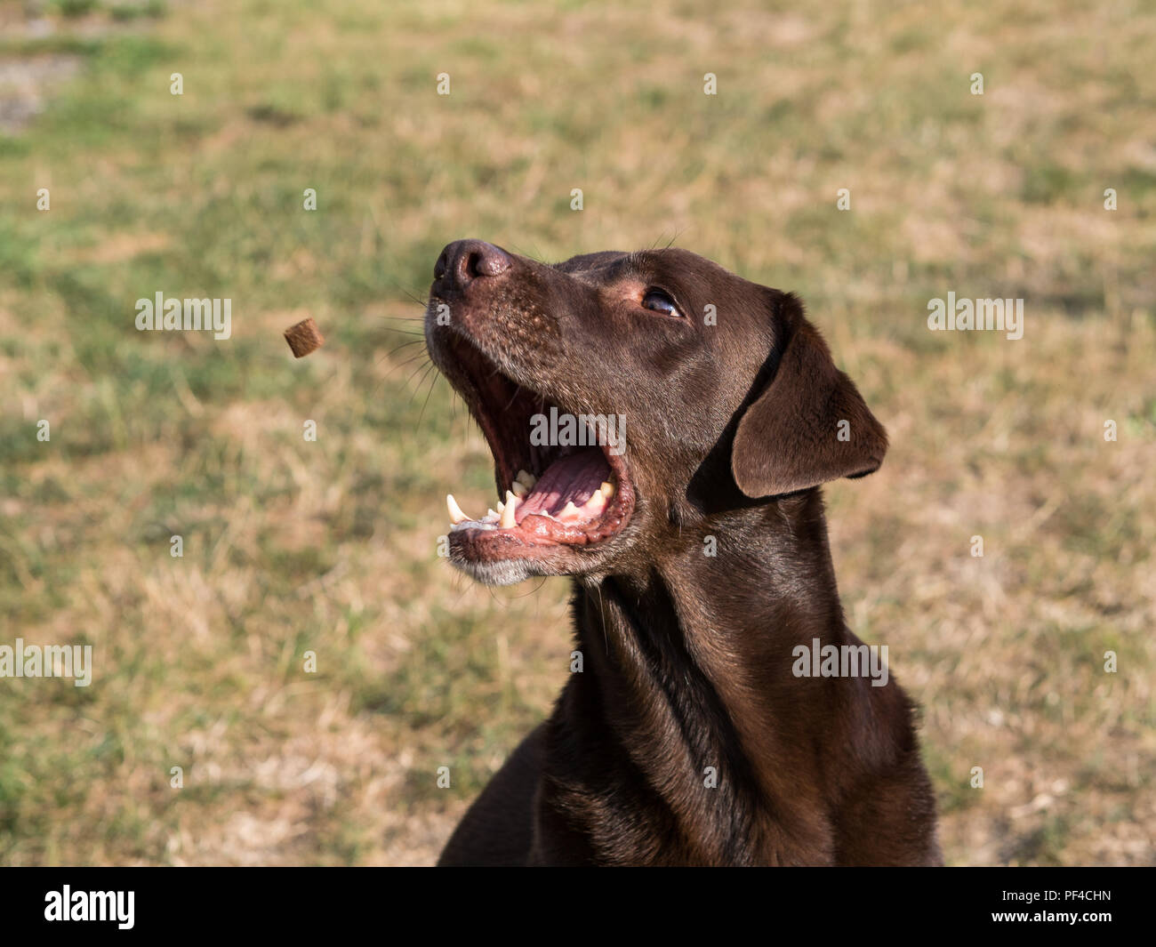 Chocolate Brown Labrador Retriever Dog Stock Photo - Alamy