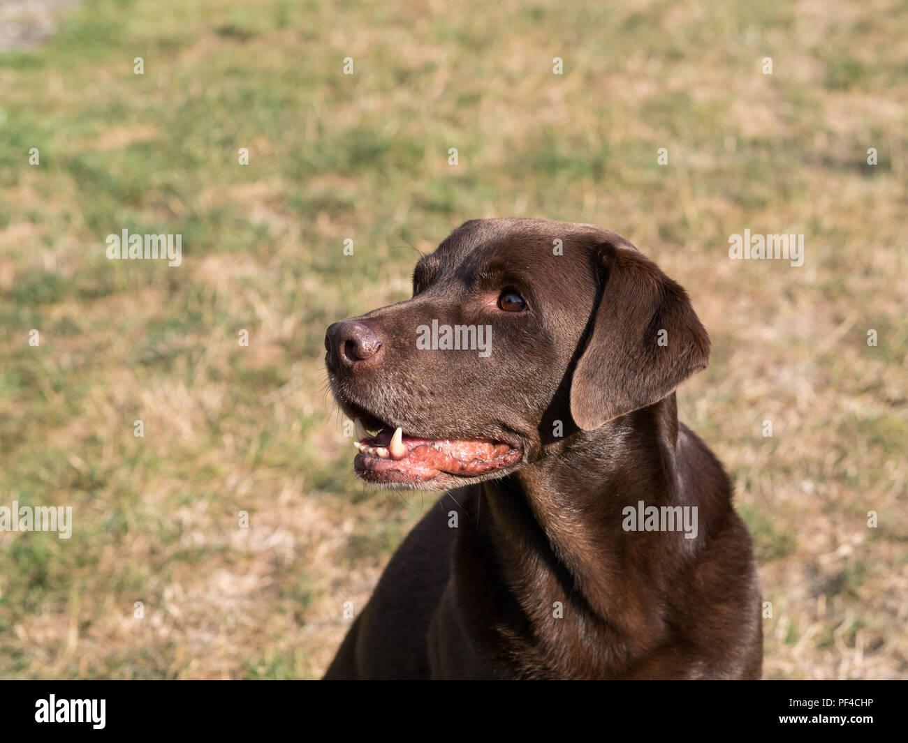 Chocolate Brown Labrador Retriever Dog Stock Photo - Alamy