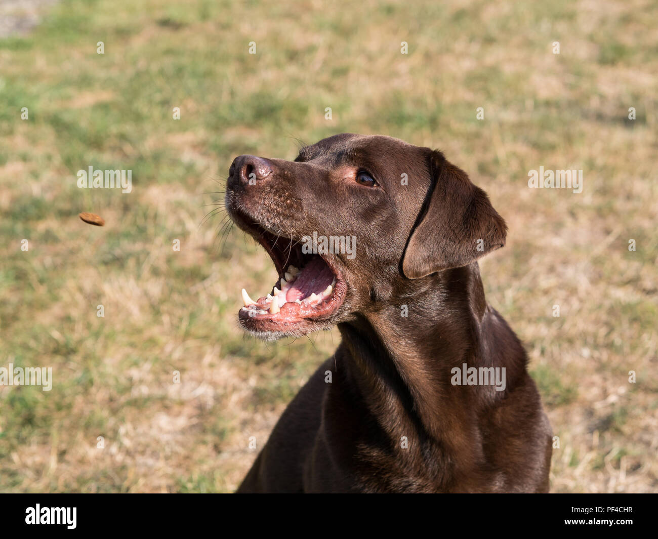 Chocolate Brown Labrador Retriever Dog Stock Photo - Alamy