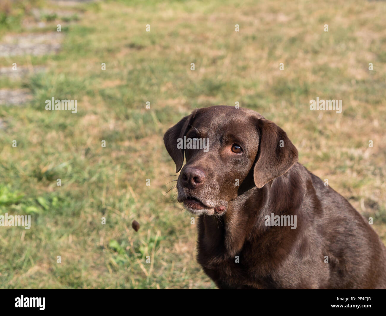 Chocolate Brown Labrador Retriever Dog Stock Photo - Alamy