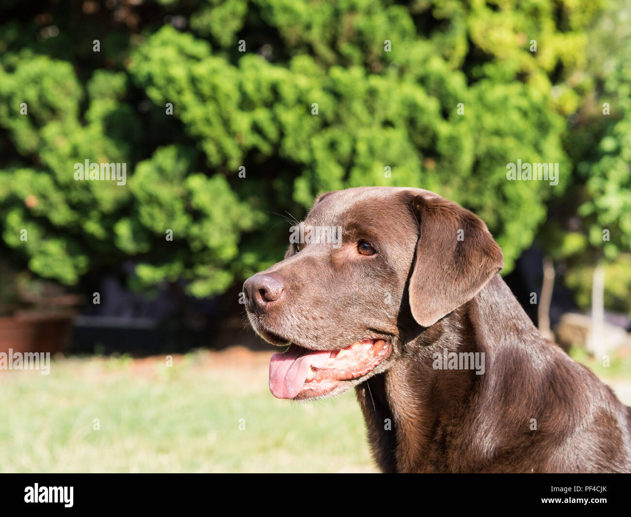 Chocolate Brown Labrador Retriever Dog Stock Photo - Alamy