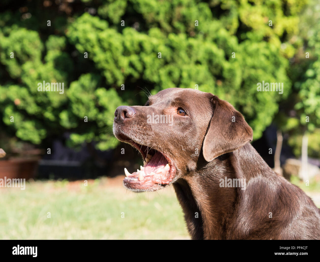 Chocolate Brown Labrador Retriever Dog Stock Photo - Alamy